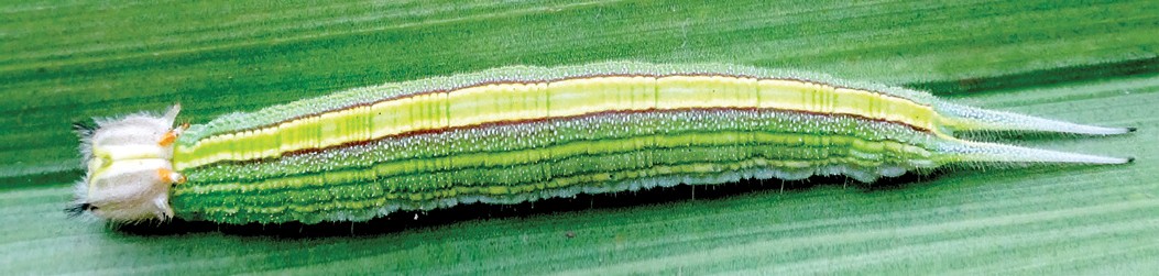 Insectos perjudiciales – Palmeras en la Ciudad de Resistencia